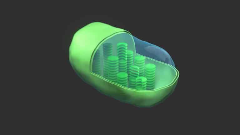 Célula vegetal - O que é, características, conceito e definição