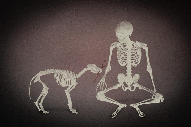 Vertebrados - O que é, conceito, características e exemplos