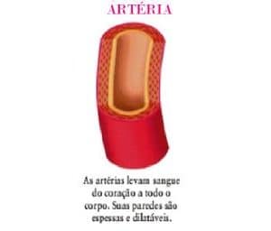 Artéria - O que é, funções, conceito e definição