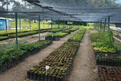 Conceito de viveiro - O que é, Definição e Significado