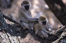 Conceito de símio - O que é, Definição e Significado