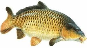 Carpa - O que é, conceito e definição