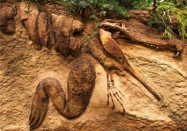 Paleontologia - O que é, conceito e definição