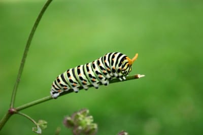 Conceito de lagarta - O que é, Definição e Significado
