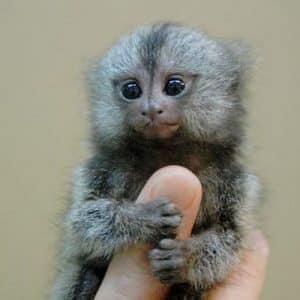 Pigmeu - O que é, conceito e definição