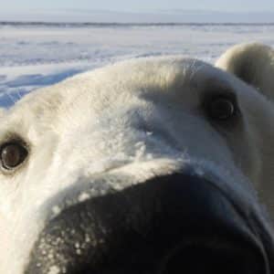 Polar - O que é, conceito e definição