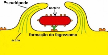 Conceito de pseudópode - O que é, Definição e Significado