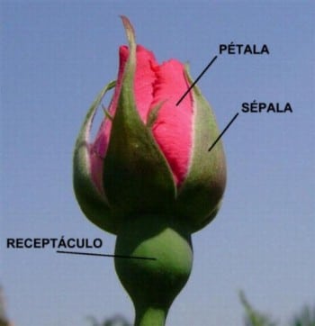 Conceito de receptáculo - O que é, Definição e Significado