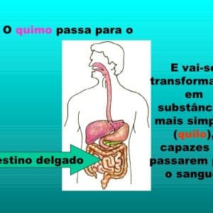 Quimo - O que é, conceito e definição