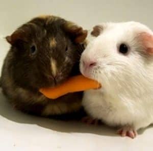 Roedor - O que é, conceito e definição