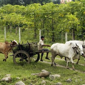 Rudimentar - O que é, em sentido figurativo, conceito e definição