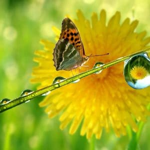 Orvalho - O que é, conceito, essencialidade e problemas