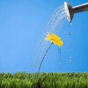 Rega - O que é, tipos, conceito e definição