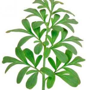 Arruda - O que é, propriedades, conceito e definição