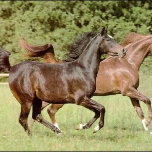 Cavalo - O que é, origem, conceito e definição