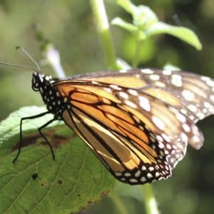 Taxismo - O que é, conceito e definição