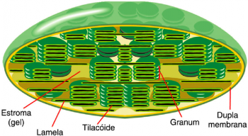 Conceito de tilacoide - O que é, Definição e Significado