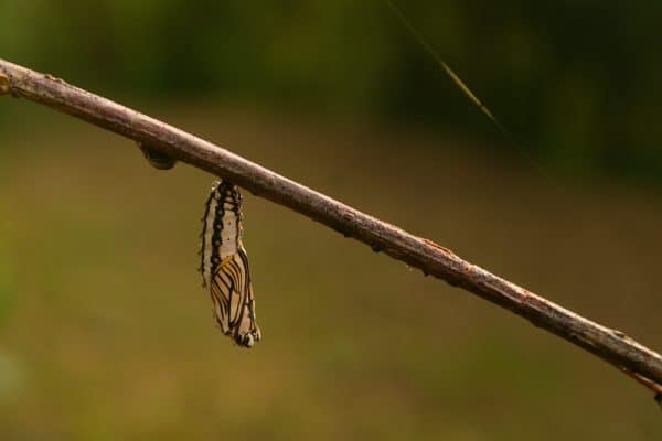 Crisálida - O que é, acepções, conceito e definição