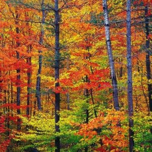 Sazonalidade - O que é, na agricultura, conceito e definição