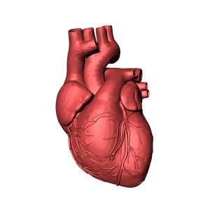 Aurícula - O que é, conceito e definição
