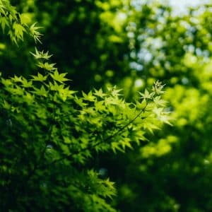 Autóctone - O que é, conceito e definição