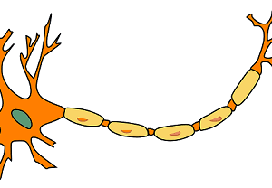 Axônio - O que é, conceito e definição