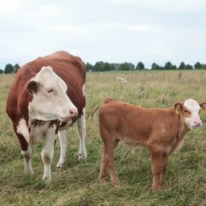 Bezerro - O que é, conceito e definição