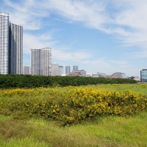 Baldio - O que é, conceito e definição