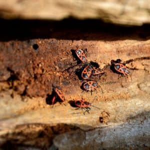 Bicho - O que é, conceito e definição