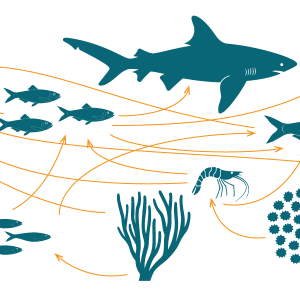 Bioacumulação - O que é, conceito e definição