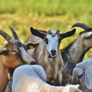 Caprino - O que é, conceito e definição