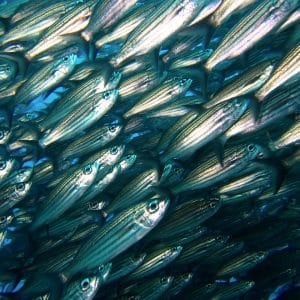 Cardume - O que é, conceito e definição