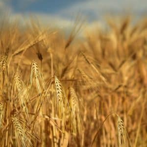 Cevada - O que é, conceito e definição