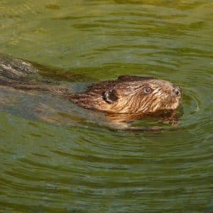 Castor - O que é, conceito e definição