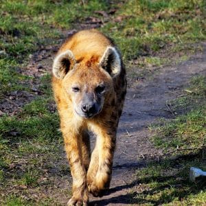 Necrófago - O que é, conceito e definição