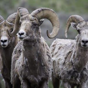 Carneiro - O que é, conceito e definição