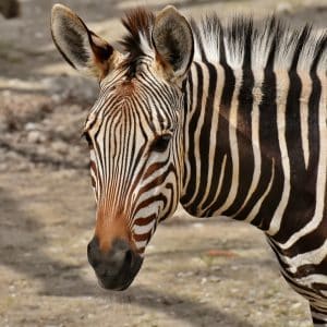 Zebra - O que é, conceito e definição