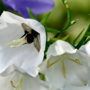 Corola - O que é, conceito e definição