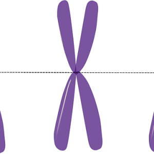 Cromossomo - O que é, conceito e definição