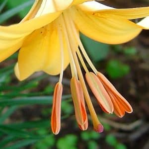 Deiscência - O que é, conceito e definição