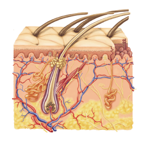 Derme - O que é, conceito e definição