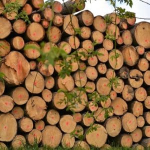 Dendrologia - O que é, conceito e definição