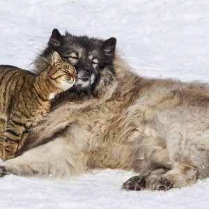 Dócil - O que é, conceito e definição