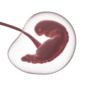 Embriologia - O que é, conceito e definição