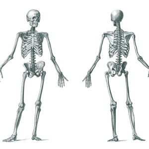 Esqueleto - O que é, conceito e definição