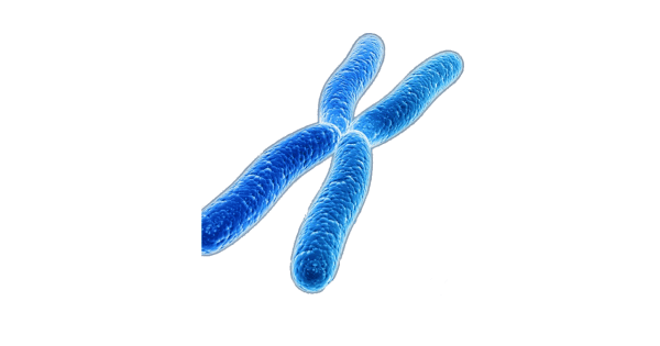 Alelo - O que é, conceito e definição