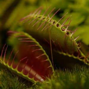 Autótrofo - O que é, exemplos, importância e características