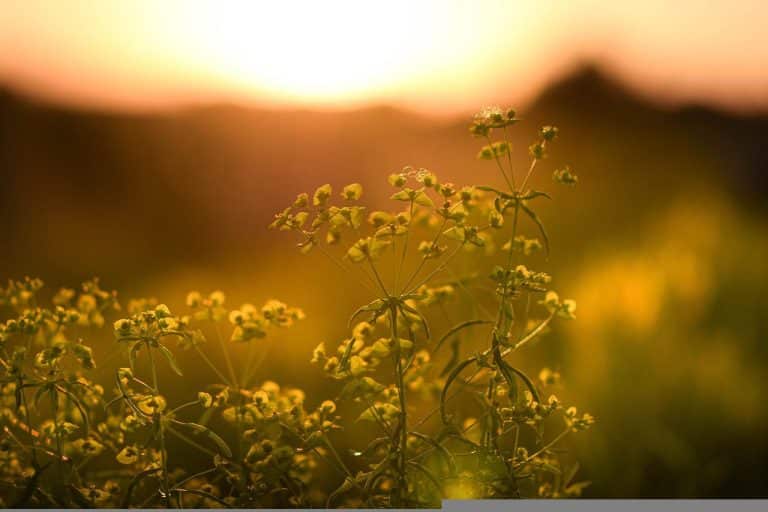 Autótrofo - O que é, exemplos, importância e características