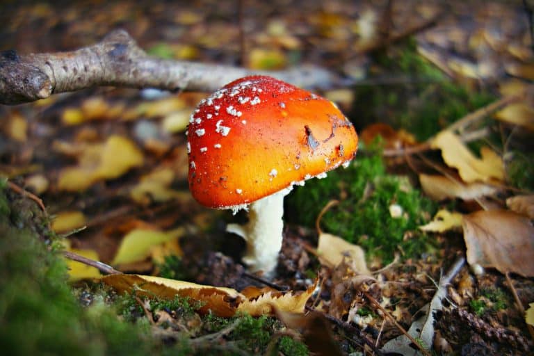 Fungo - O que é, características, funções e benefícios