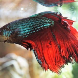 Beta - O que é, conceito e definição